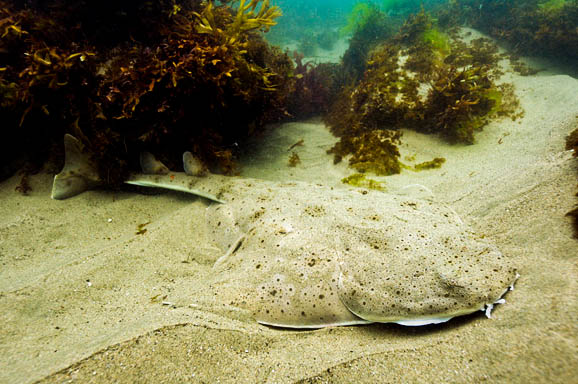 Angel Sharks – AQUASPORT DIVING